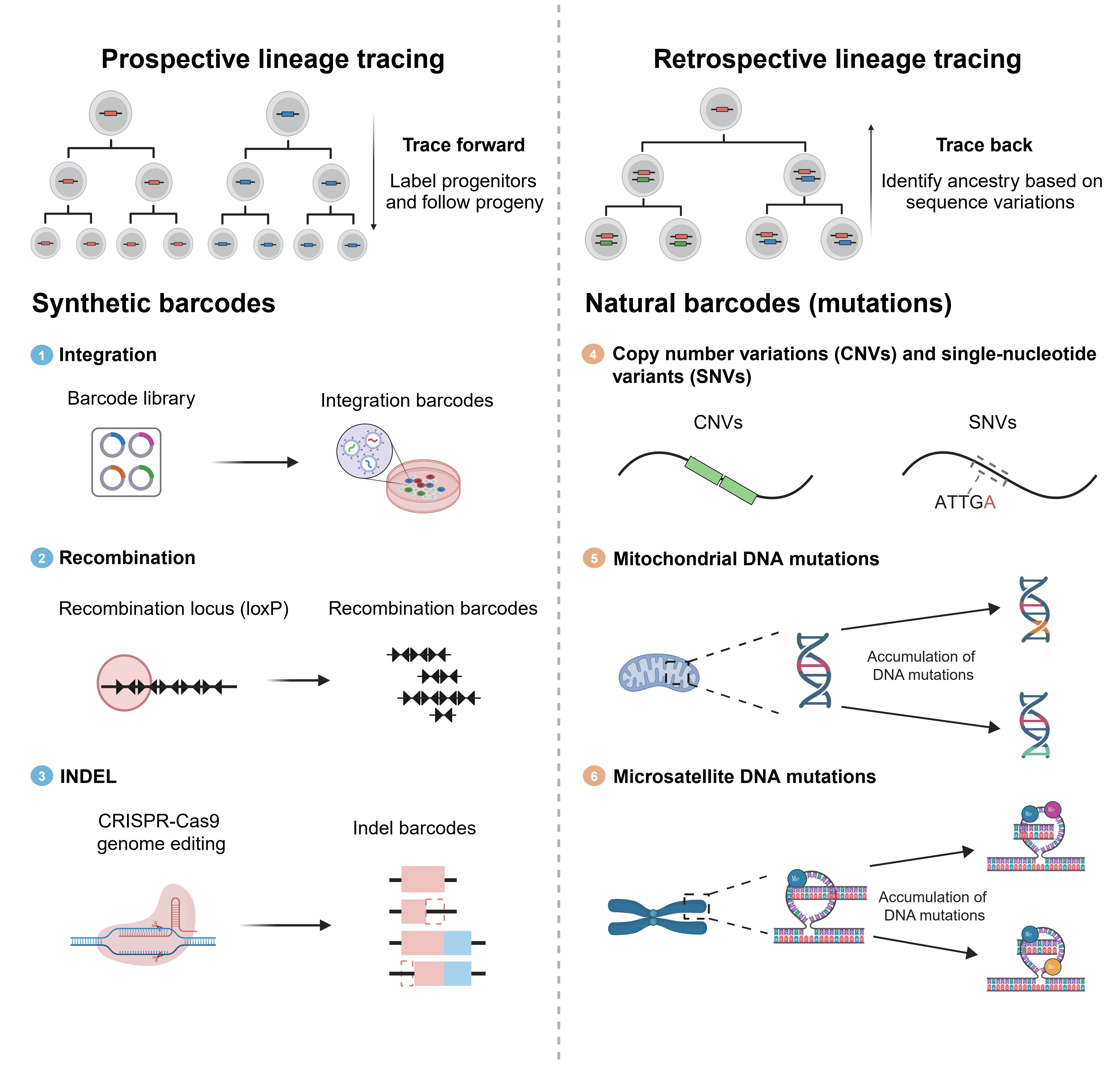 scLTdb: single cell lineage tracing database